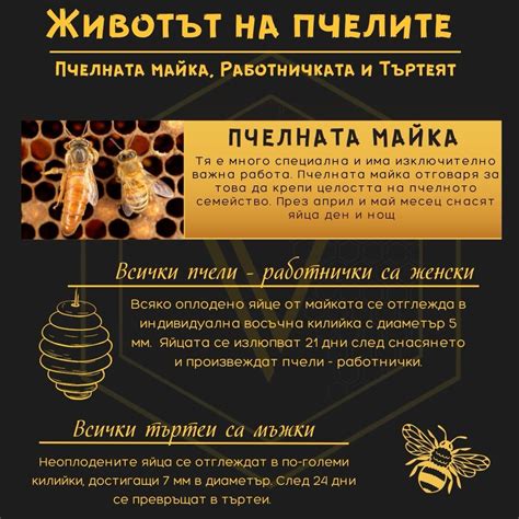 Vasilevi On Linkedin 🐝 Животът на пчелите Пчелната майка Работничката и Търтеят 🐝 Пчелната…