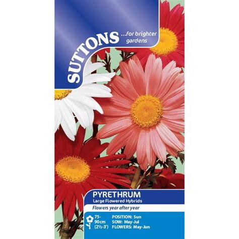 Pyrethrum Large Flowered Hybrids Seeds Suttons