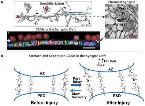 Synaptic Cleft 3d