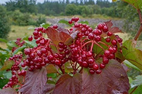 Nende Puude Viljad Peaks Puudele Jääma Lodjapuu Looduskalender Ee