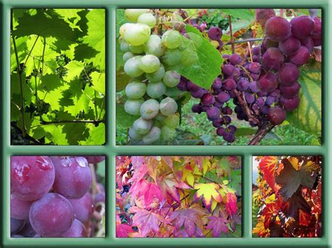 Autumn Harvest As Colorful Collage Free Image Download