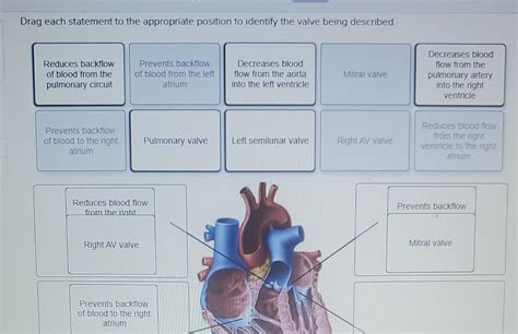 Solved Drag Each Statement To The Appropriate Position To
