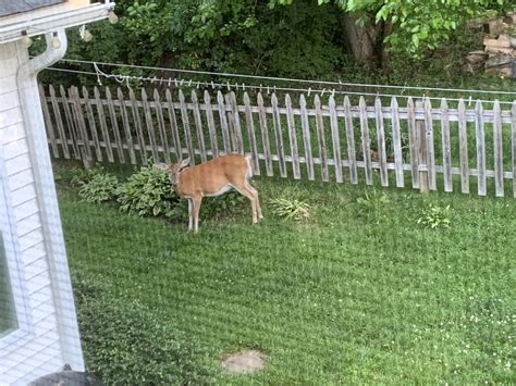 It Seems It Is Greener On The Other Side Of The Fence Except Its My Hostas And Not The Grass