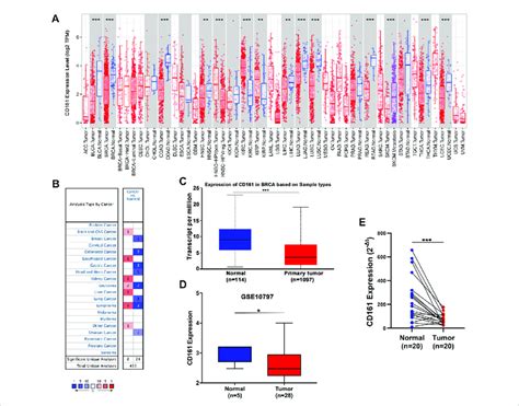 The Mrna Expression Levels Of Cd161 In Various Human Cancers A Download Scientific Diagram