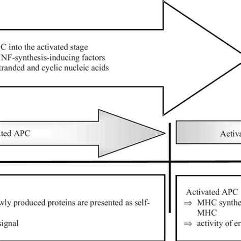 APC Stages The Non Activated Stage Takes Up The Major Part Of The APC Download Scientific