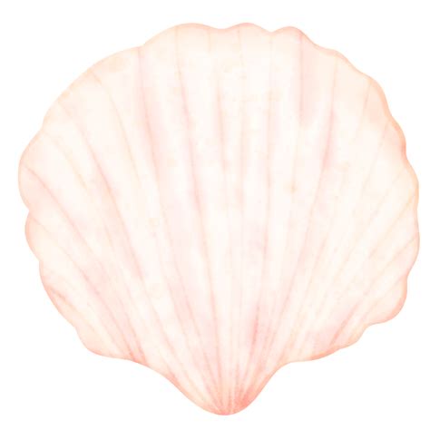 Sea Shell Shell Under The Sea 35641642 PNG