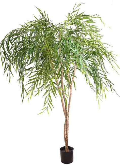 Willow Tree 18m Casa Noosa