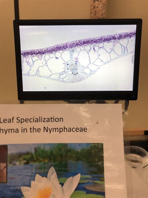 Lab Practical Diagram Quizlet