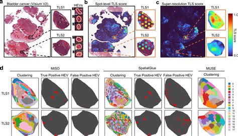 Resolving Tissue Complexity By Multi Modal Spatial Omics Modeling With