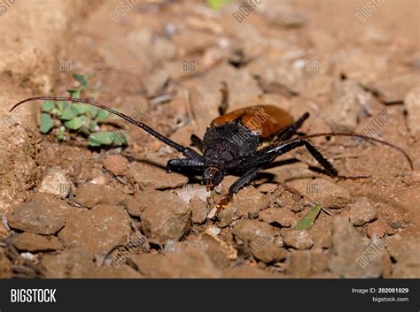 Big Bug Longhorn Image Photo Free Trial Bigstock