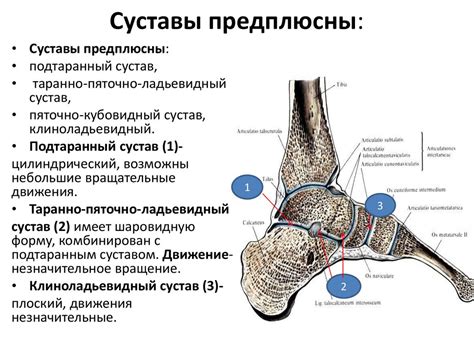 Морфофункциональная характеристика скелета и аппарата движения нижних конечностей презентация