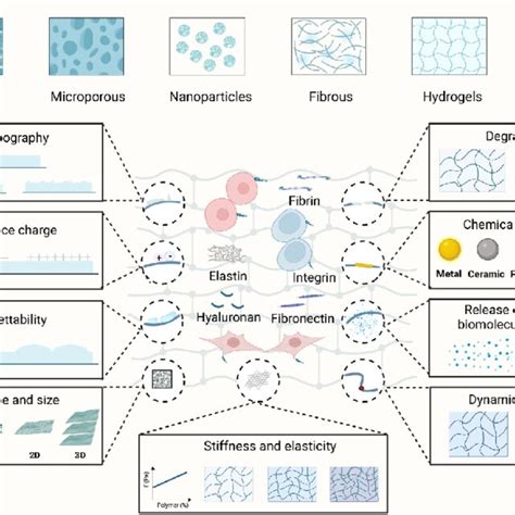 Bioactive Materials For In Vivo Swg Regeneration A Scaffold Types