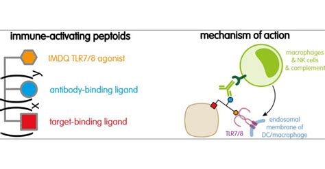 Bruno De Geest On Linkedin Exploration Of Solid Phase Peptoid Synthesis For The Design Of…