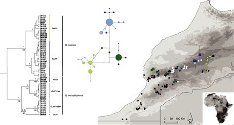 A Bayesian Tree Based On Mitochondrial Dna Mtdna Sequences 12s And
