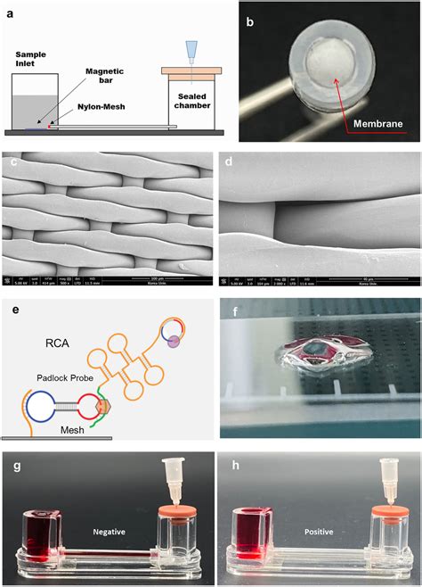 A Schematic Of RCA Flow With Microfluidics B Detailed Photograph Download Scientific