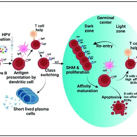 B Cell Activation Maturation And Proliferation Upon Exposure To