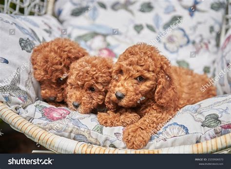 Newborn Standard Poodle Puppies