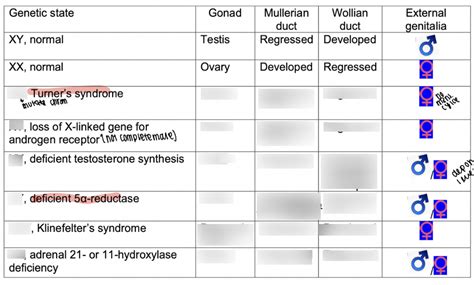 Reproductive Diagram Quizlet Reproductive Diagram Quizlet
