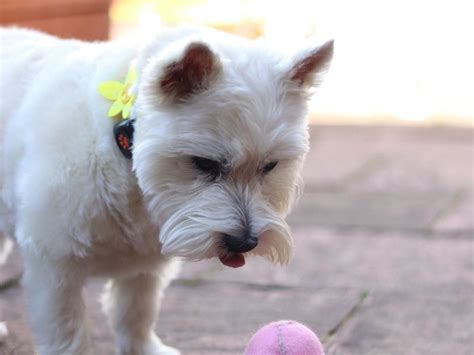 The Top 20 Most Friendly Dog Breeds 2023 Pitpat
