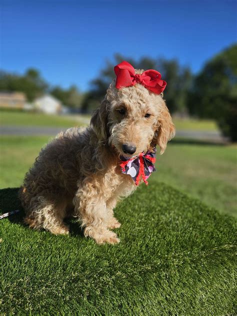 Toy Yuri Female Goldendoodles By Aggie