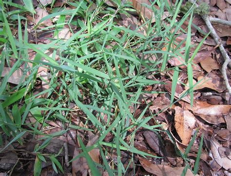 Nimblewill Weedalert