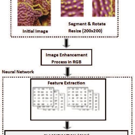 Pdf Automated Cnn Based Coral Reef Classification Using Image Augmentation And Deep Learning