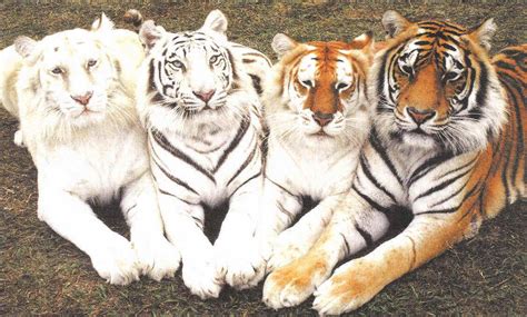 Pure Albino Tigers