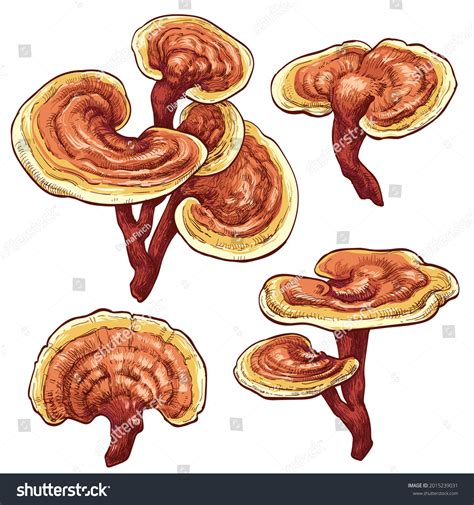 Ganoderma Lucidum