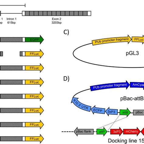 Representation Of Plasmid Constructs Diagram Of Aedes Aegypti Download Scientific Diagram