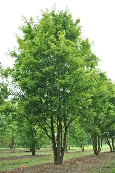 Multi Trunk Small Trees