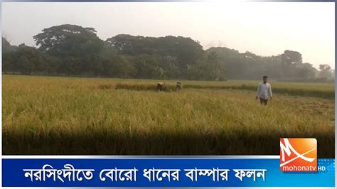 নরসিংদীতে বোরো ধানের বাম্পার ফলন Boro Yield Mohona Tv Youtube