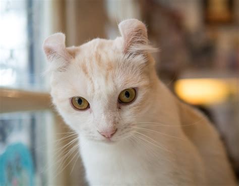 American Curl Cat Breed Profile Litter Robot American Curl Cat Breed Profile Litter Robot