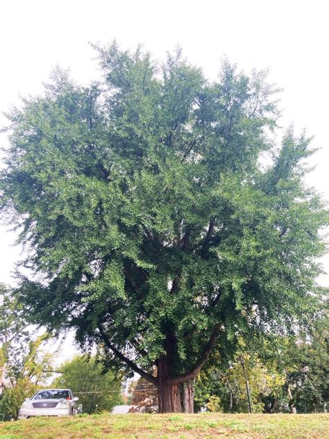 All Plants Great And Small Lasting Landscapes By Carol