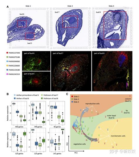 国内首篇！10x Genomics 植物空间转录组文章已上线！ 知乎