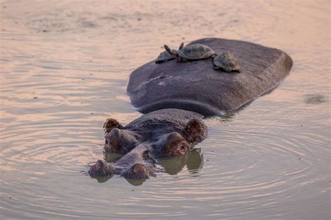 Recent Study Reveals Hippos Can Momentarily Fly Animals Around The Globe