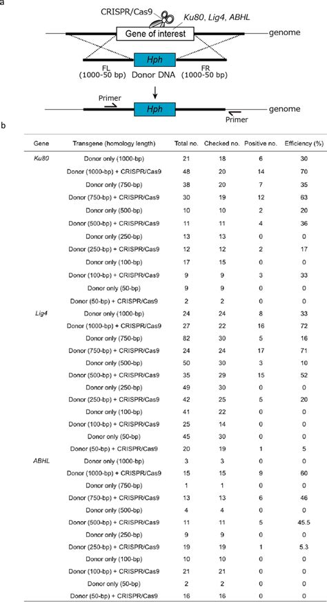 Short Homology Arm Mediated Targeted Gene Disruption Using Crispr Cas9 Download Scientific
