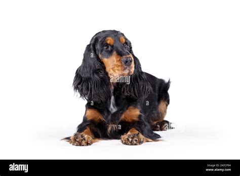 Dark Spaniel Cut Out Stock Images And Pictures Alamy