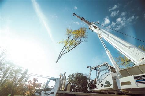 Tree Service Knoxville 865 806 7320 East TN Tree Service Inc