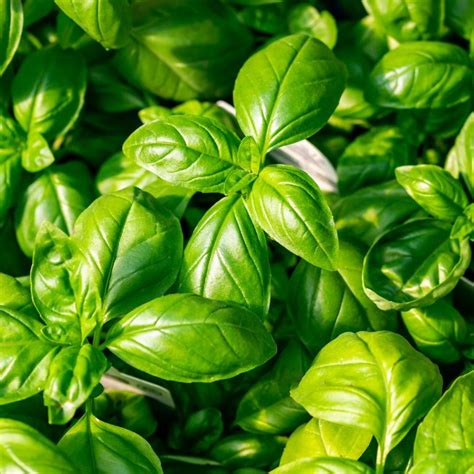 Basil Genovese Seed Patch