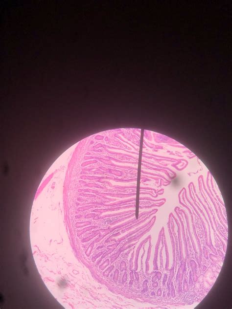 Lab Practical 1 Tissues Diagram Quizlet