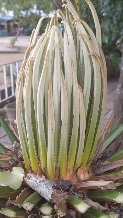 මඩු ශාකය 🌿🌿 Youtube