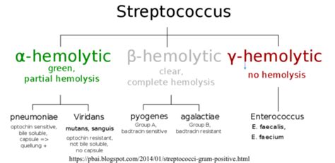 Microbiology Staphylococcus And Streptococcus Not Done Flashcards Quizlet