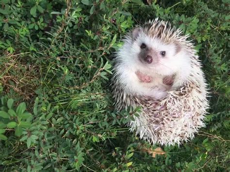 刺猬 高清图片，堆糖，美图壁纸兴趣社区