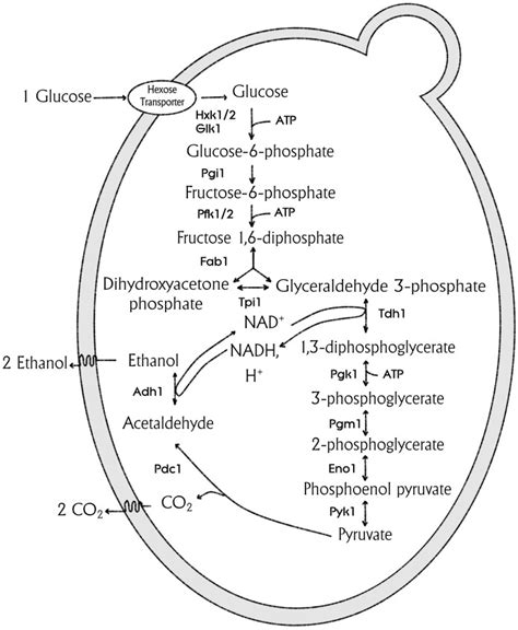 Ethanol Fermentation Enzymes At John Spiker Blog
