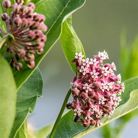 Asclepias Speciosa Showy Milkweed