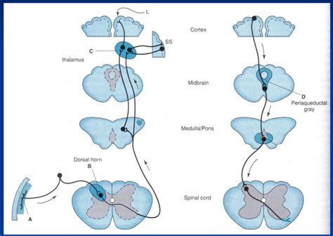 Pharmacology Opioid Agonists And Antagonists Diagram Quizlet