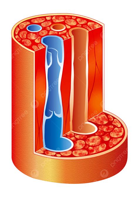 Circulación De Venas Y Arterias Png Venas Sangre Artería Png Imagen