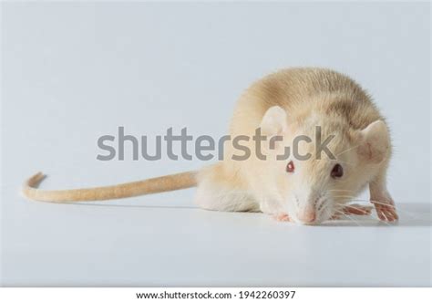 36 Single Transgenic Mice 图片、库存照片、3d 物体和矢量图 Shutterstock