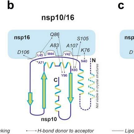 Schematic Diagram Of Interactions Guiding The Affinities Of Nsp10 Download Scientific
