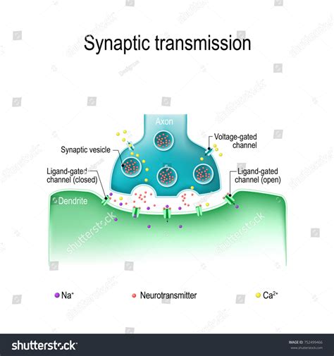 Synaptic Transmission Structure Typical Chemical Synapse Stock Vector